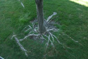 Can tree roots block or clog sand mounds? – Septic Tank Care