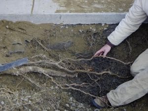 How to keep roots away from raised mound systems – Septic Tank Care