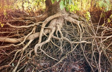 tree roots in septic system Archives - SepticTankCare.net